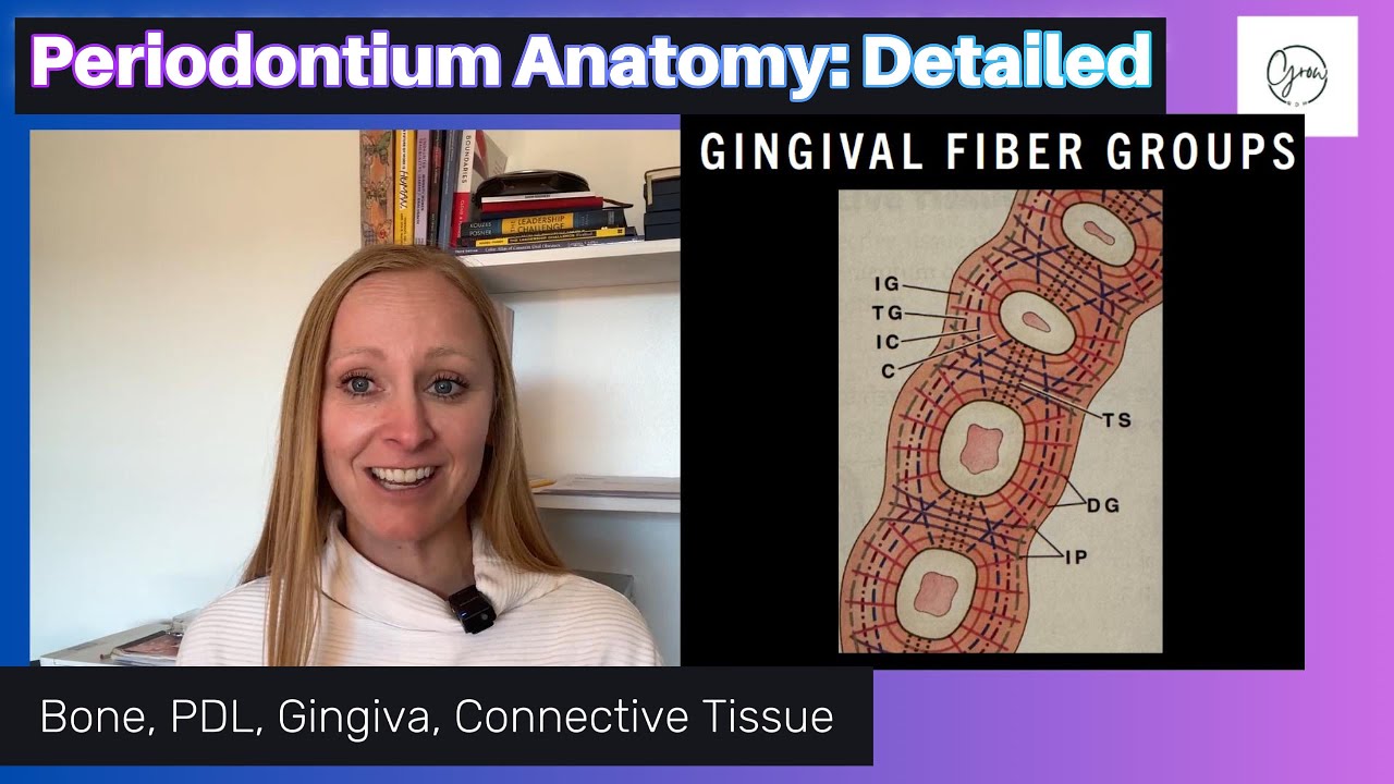 Microscopic Anatomy of the Periodontium: Gingival & Connective Tissues ...