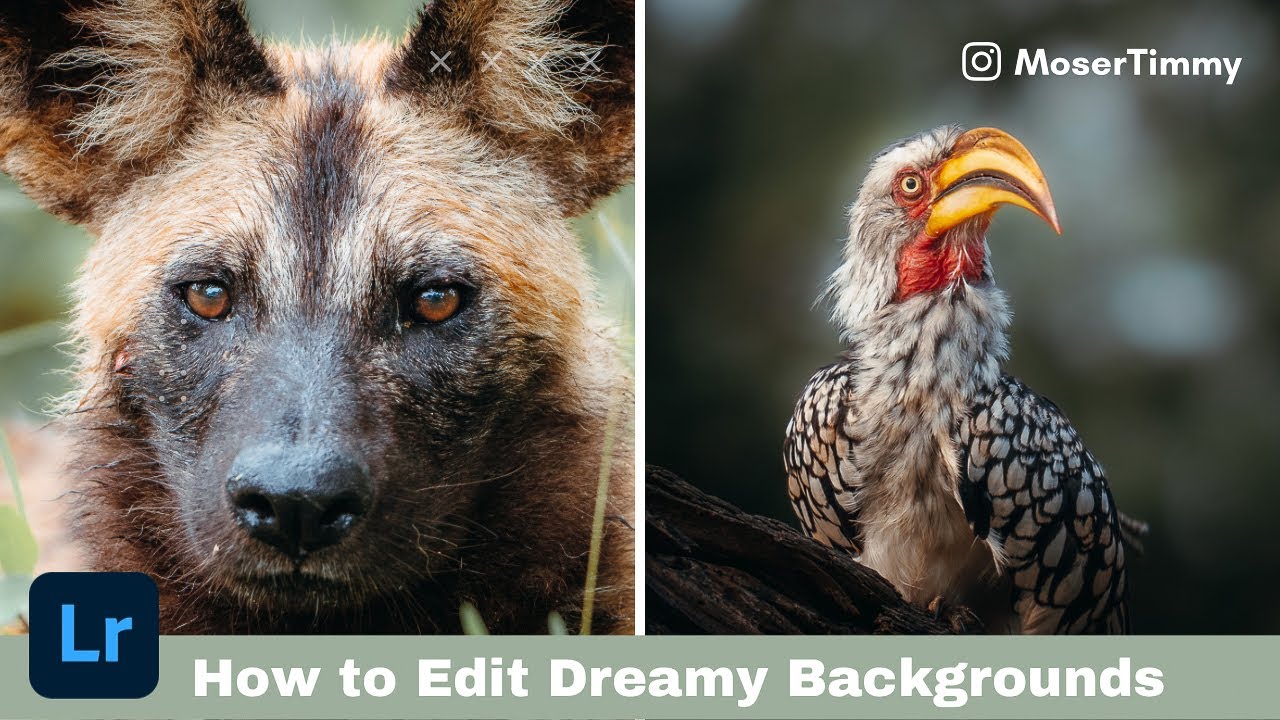 How to Use Masking in Lightroom to Enhance Wildlife Photos ...