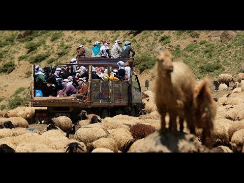 Yüksekova'da Berivanların zorlu yayla yolculuğu