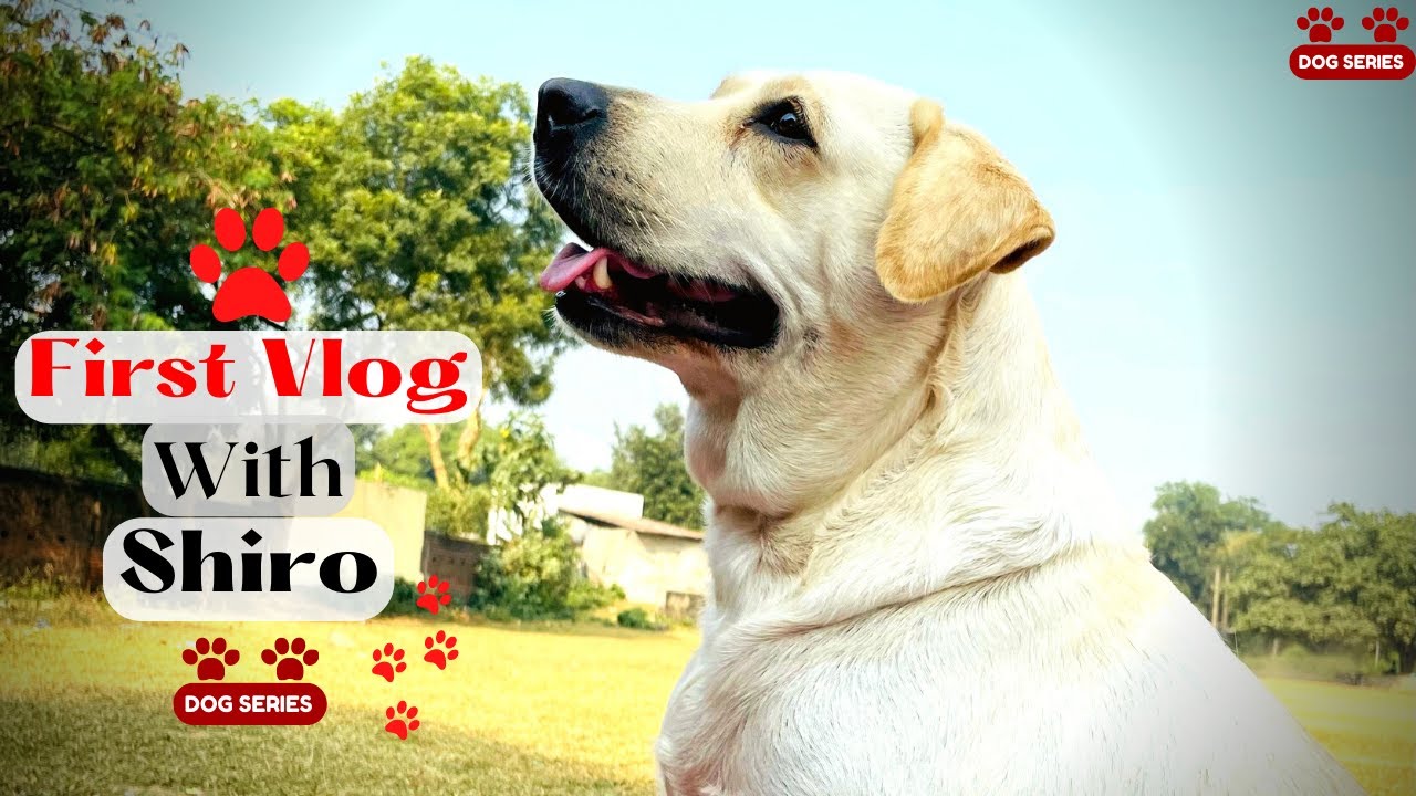 FIRST Vlog With Shiro | Dog Vlog | Shiro .Monika MixMach - YouTube
