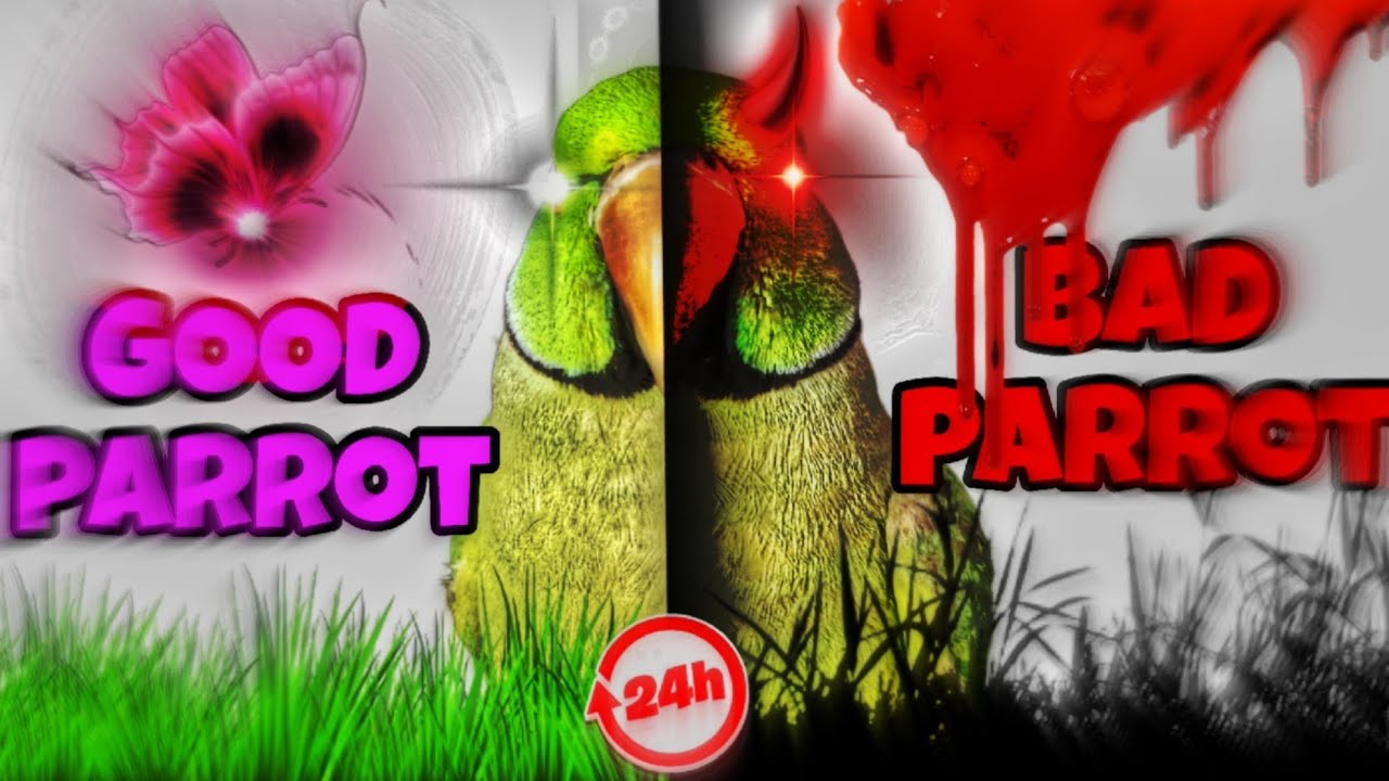 good parrot || bad parrot || - YouTube