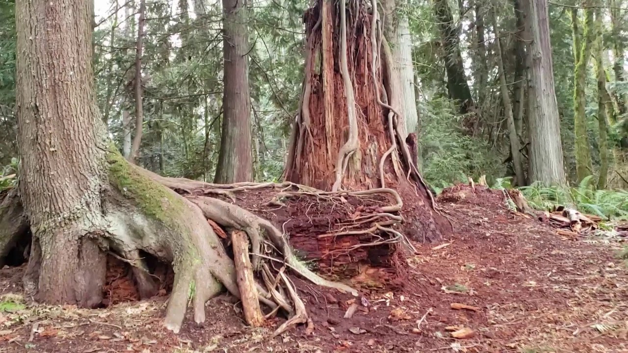 Hike 1 Of 52 ~ Japanese Gulch WA - 52 Hike Challenge - YouTube