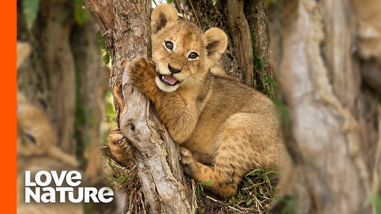 Lion Cubs Climb Up Trees To Hide From Predators - YouTube