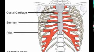 Sternum Anatomy, Location, Function, Pain, Injuries | atelier-yuwa.ciao.jp