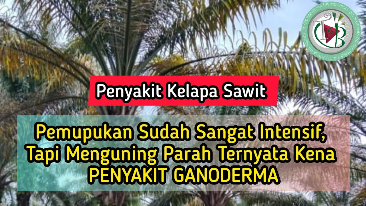 Pemupukan Sudah Sangat Intensif, Tapi Menguning Parah Ternyata Kena ...