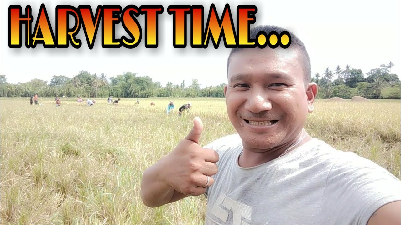 harvest time... - YouTube