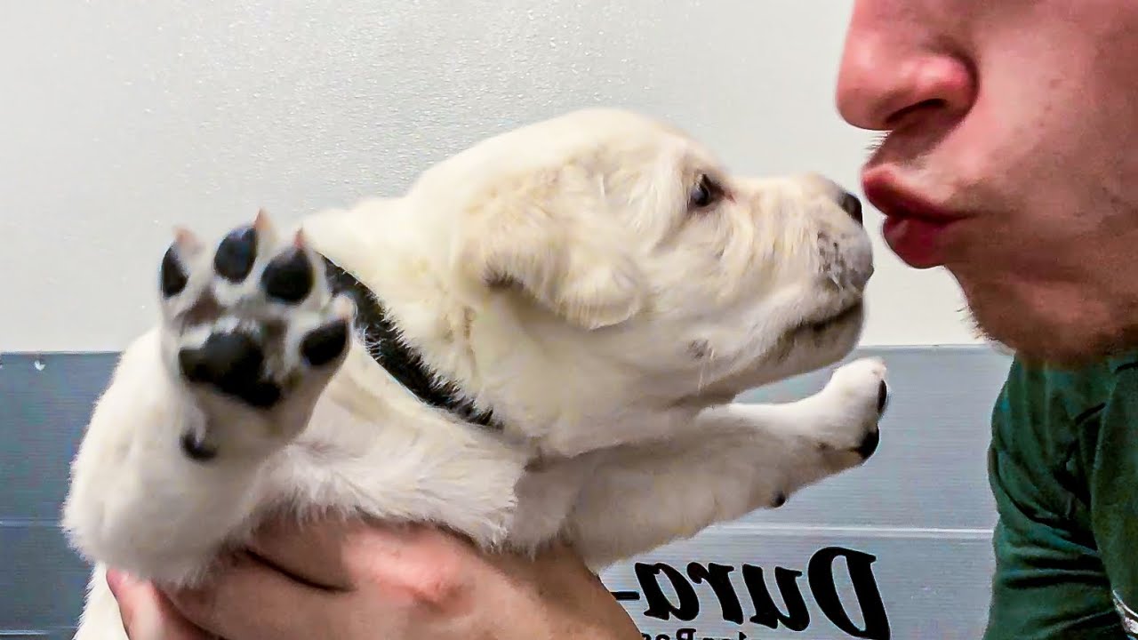 Giving Kisses To Labrador Puppies! - YouTube