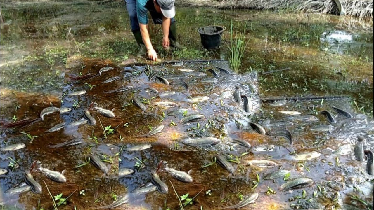 Ikan Migrasi Dari Sungai Ke Rawa Perkebun Kelapa sawit. Tumpah Ruah ...
