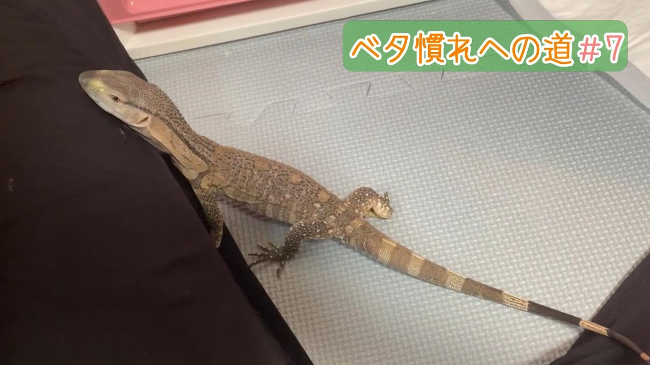 お部屋デビューと巨体の乱入【アフリカンロックモニター】Varanus albigularis microstictus - YouTube