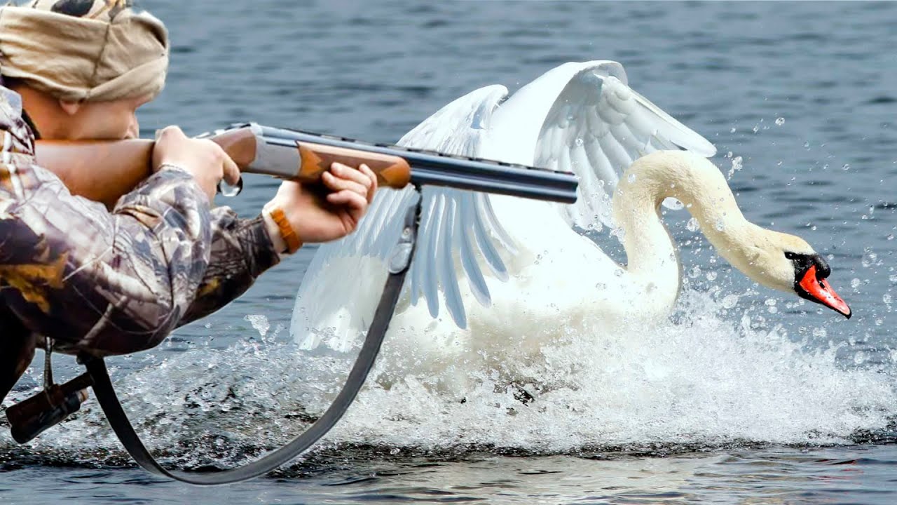 Hunters, Why?! Touching Story of a Swan Family 🦢 Documentary 2023 - YouTube