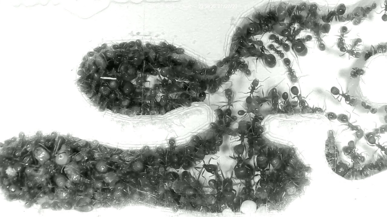 🔴 Ants at Work - Nest - Day 826, Messor Barbarus Ants Live Webcam, Ant ...