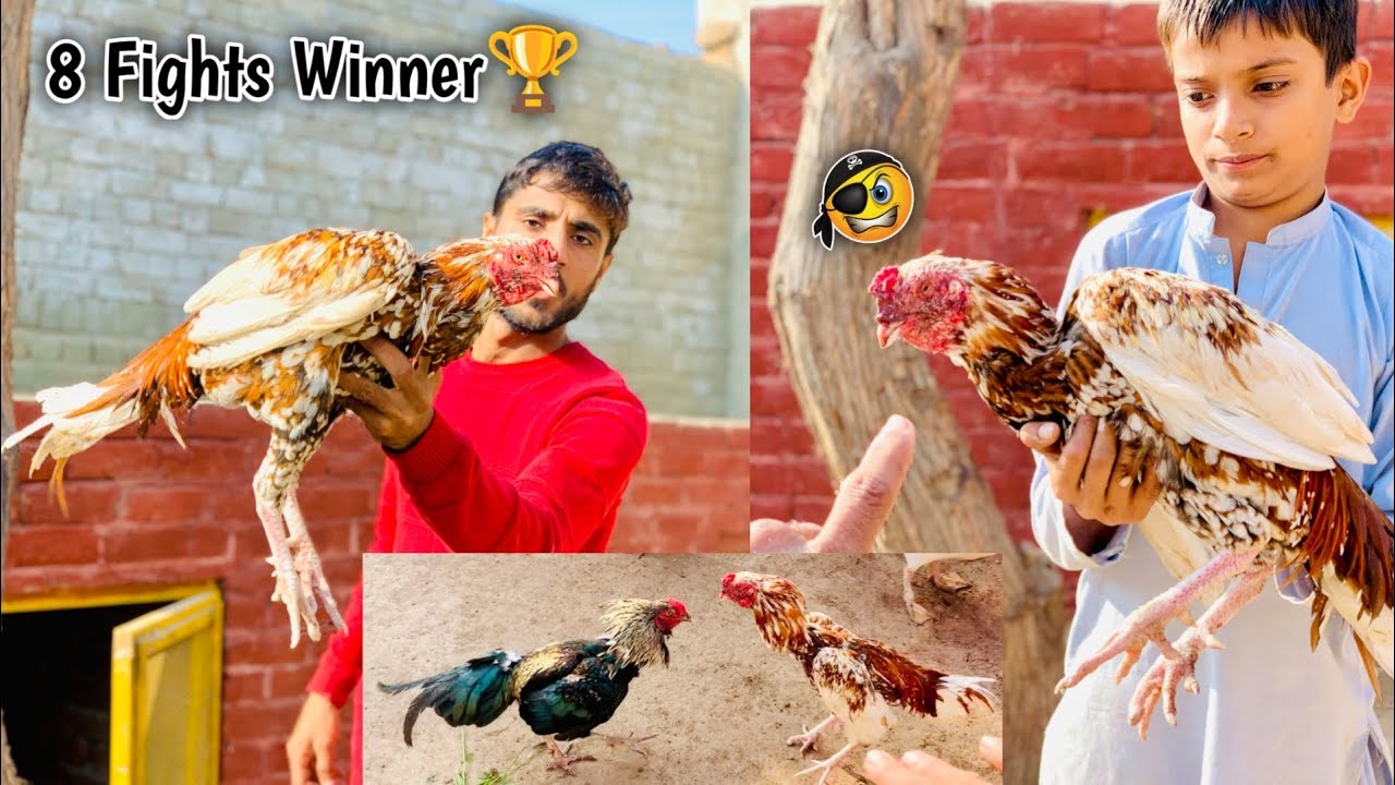 Heavy Fighter Cheena Murga Agaya🥳 New Aseel Murgy Ki Fight Karwa Di ...