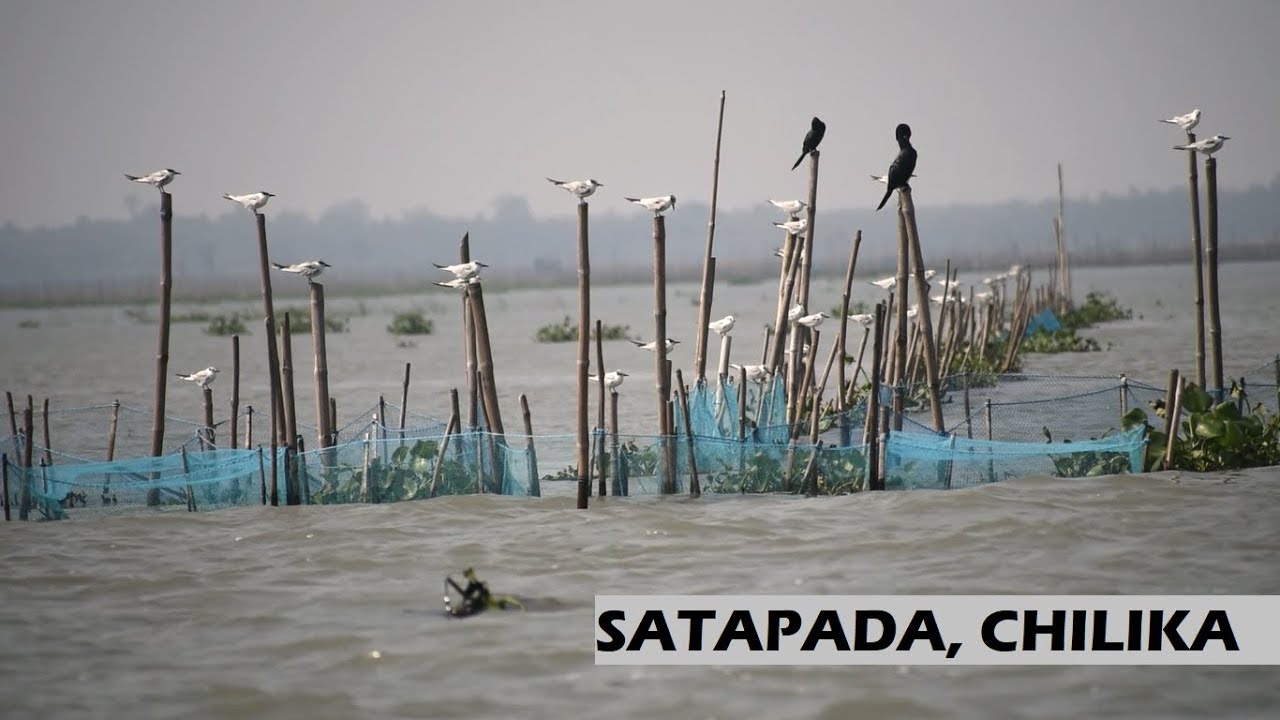 Bhubaneswar to Satapada||Chilika the jewel of Odisha|| - YouTube