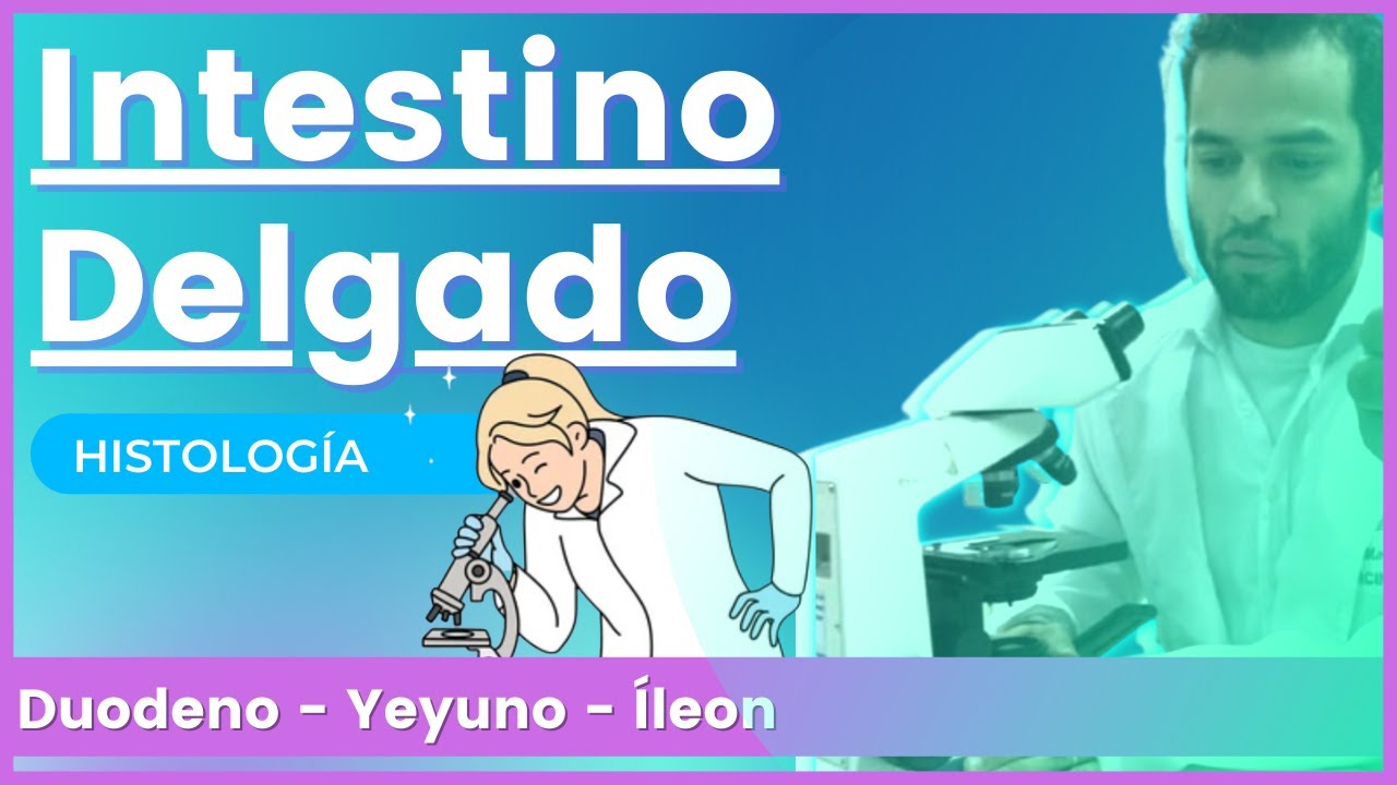 Histología - Intestino Delgado (duodeno, yeyuno e íleon) - YouTube