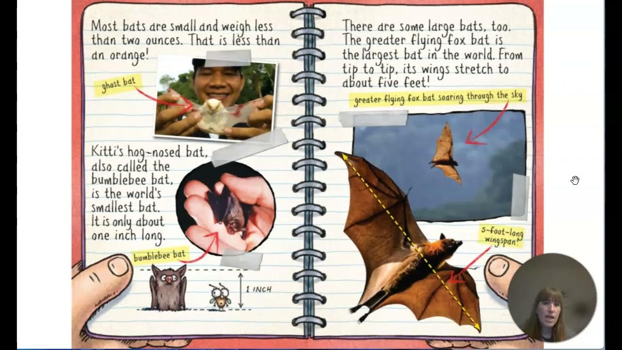 Fly Guy Presents: Bats - YouTube