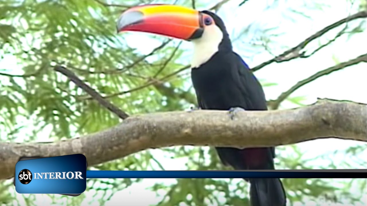 Tucanos vivem no local onde será construído o novo terminal urbano, em ...