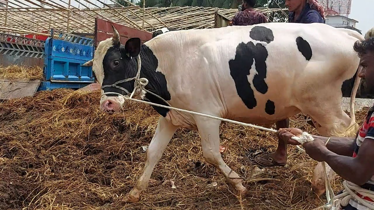 Amazing Cow Unloading Video | Ashulia Cattle Market | Biggest Cow ...