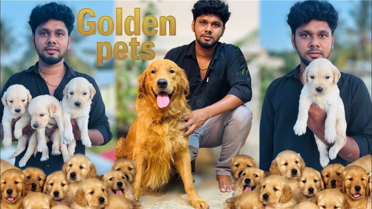 Golden Pets | Cute Golden Retriever Puppies 🐶 | A visit in Golden ...