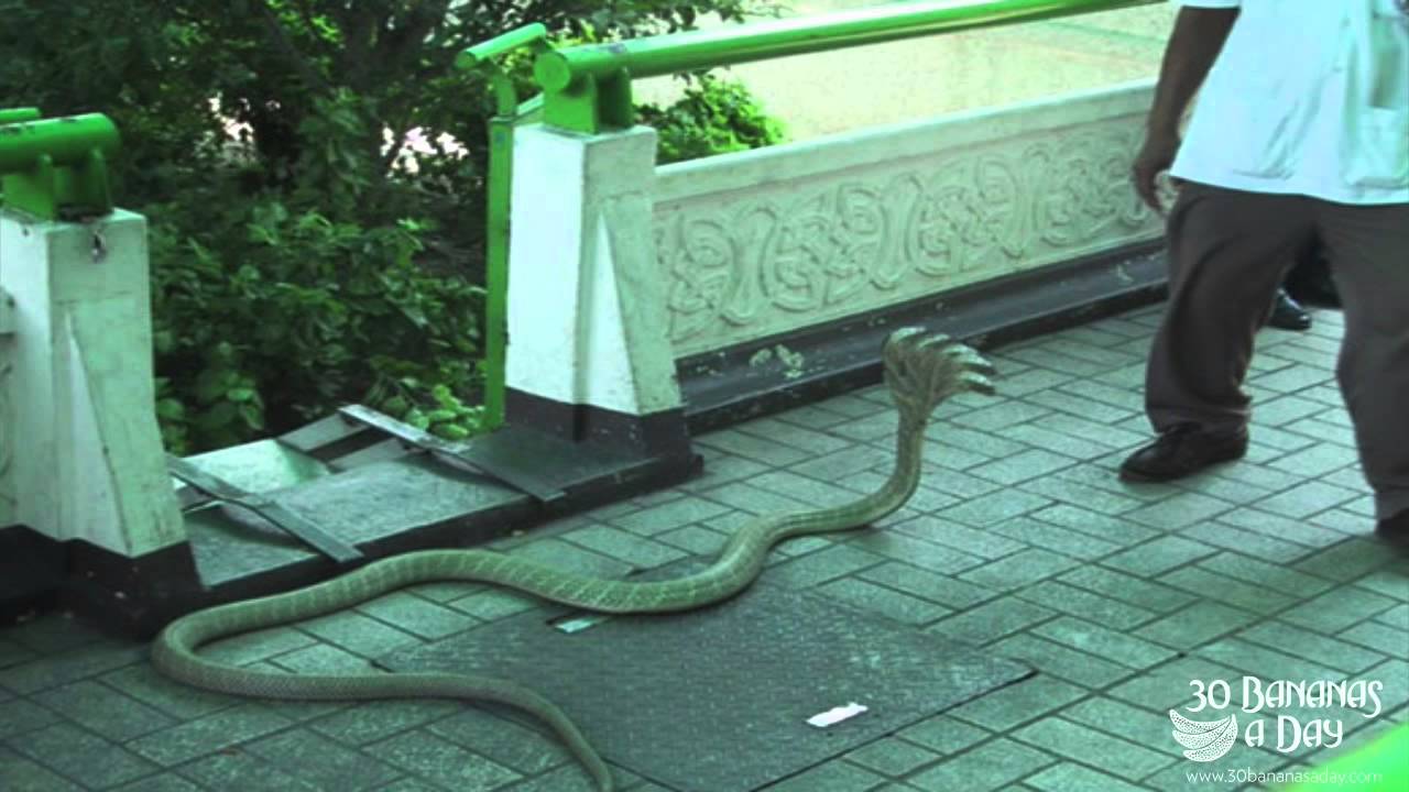 5 Headed Cobra Snake Found In Australia April 2014 - YouTube