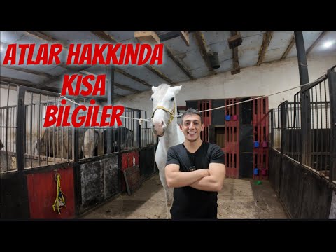 ATLAR HAKKINDA KISA BİLGİLER ( Tımar ve Ahırcılık)