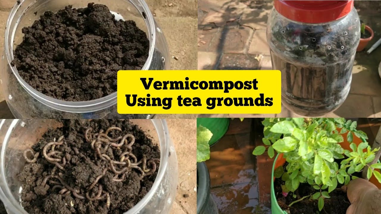 மண்புழு உரம் செய்வது எப்படி||Vermicompost using tea grounds||Best ...
