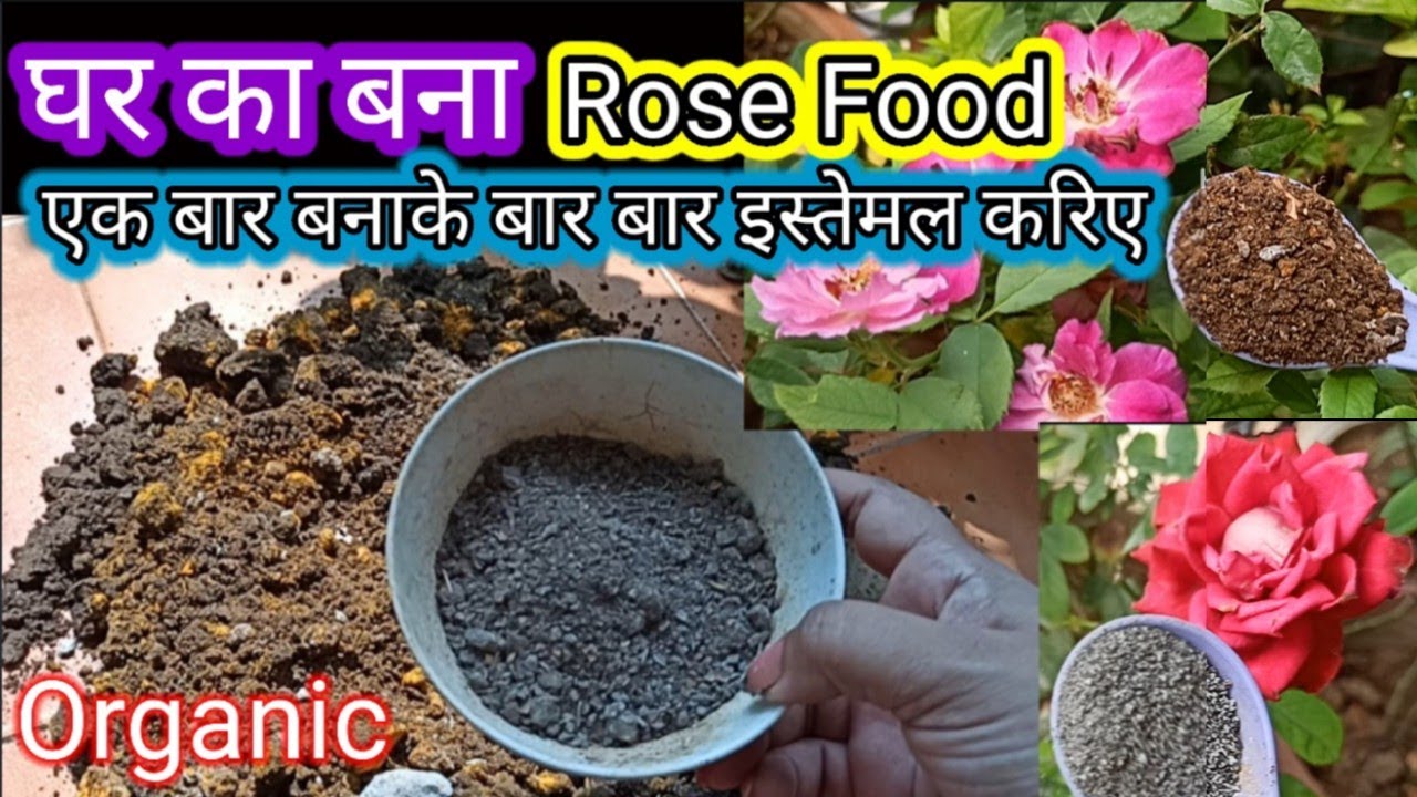 🔴घर का बना Rose Food/Rose Mixture/Rose fertilizer.एक बार बनाए बार बार ...