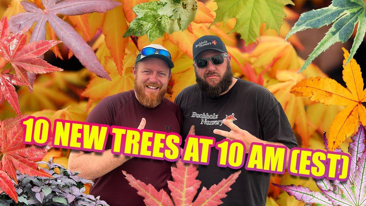 New All-Star Plants on Todays 10 New Trees @ 10AM (EST) | Japanese Maples - YouTube