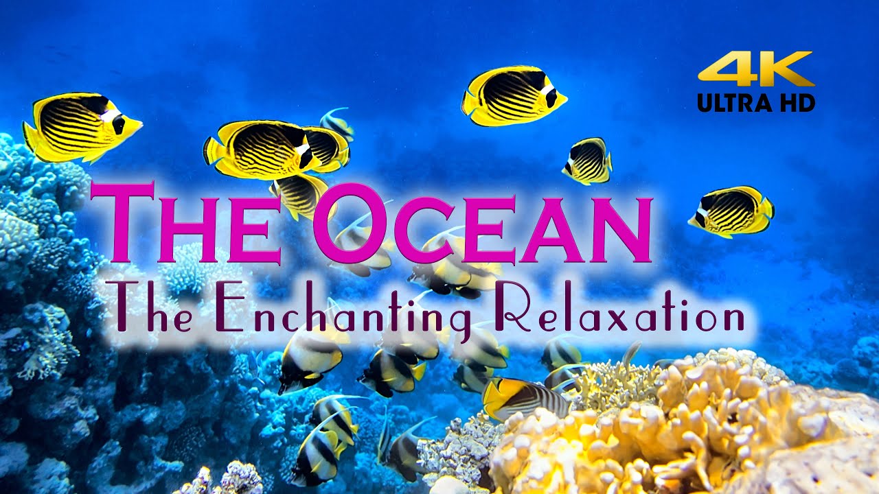 UNDERWATER WONDERS 4K with Classical Music for Relaxation | Coral Reefs ...