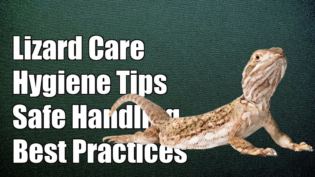 What are the best practices for handling my lizard to maintain hygiene ...