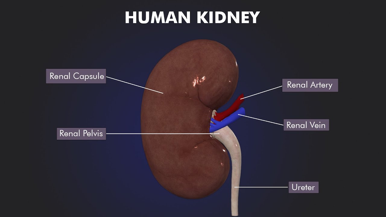 Structure and Function of Human kidney: 3d illustrations - YouTube