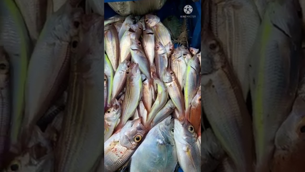 Ang ganda ng huli namin na isdang bisugo at may talakitok pa #shorts # ...