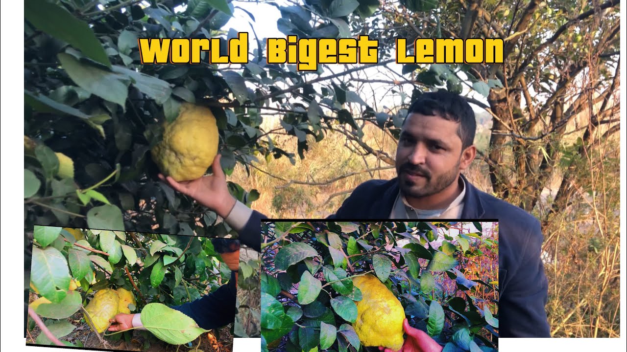 World Bigest Lemon In Bajwat Sialkot Big Lemon Jis Ny Dekhna Ho Sialkot ...
