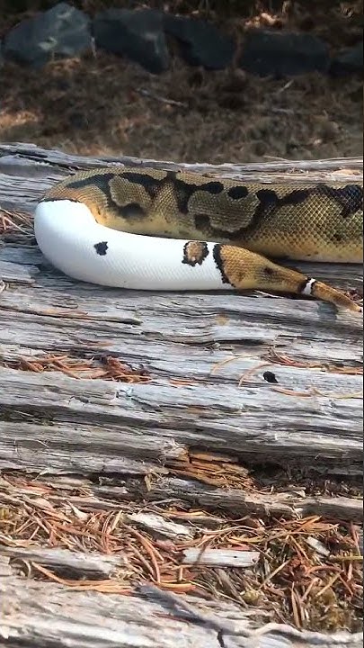 Pumpkin pie Ball Python - YouTube