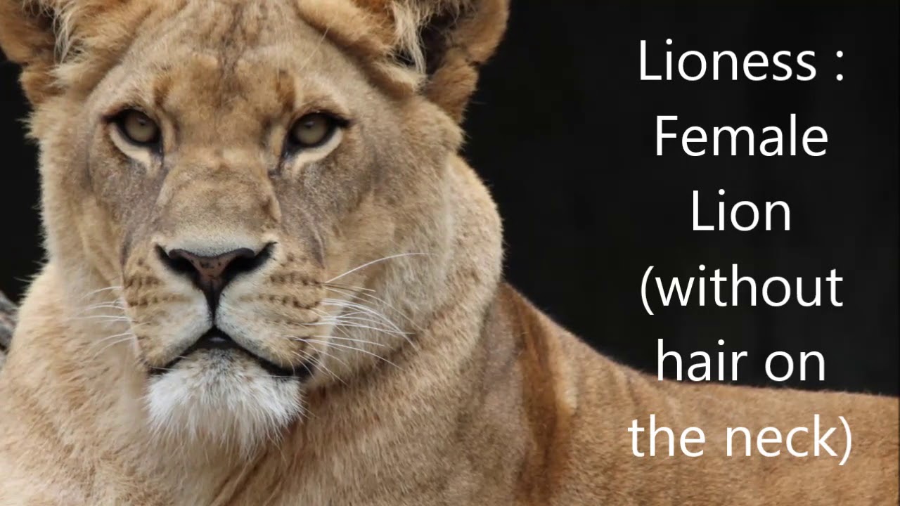 Vocabulary Words for Lion Family - YouTube