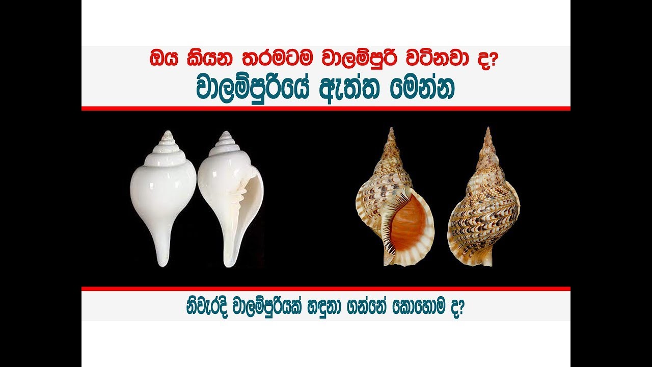 වාලම්පුරියේ ඇත්ත මෙන්න - how to test valampuri - YouTube