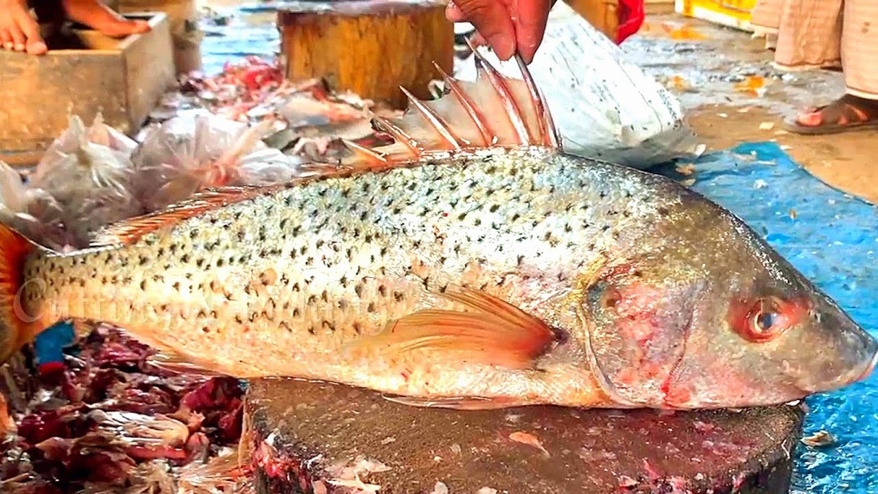Biggest Giant Tiger Snapper Fish Cutting | Big Live Tiger Snapper Fish ...