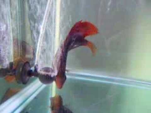 DISCUS SWIM BLADDER PROBLEM - YouTube