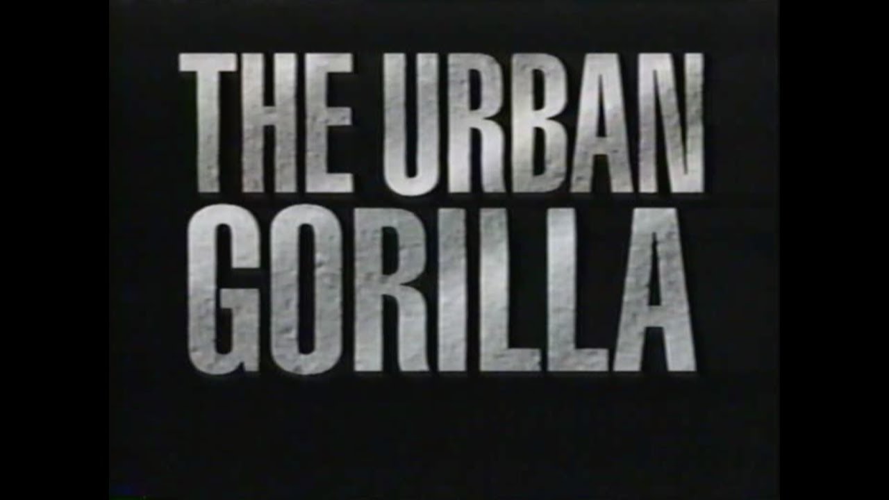 National Geographic: The Urban Gorilla (1992) - YouTube