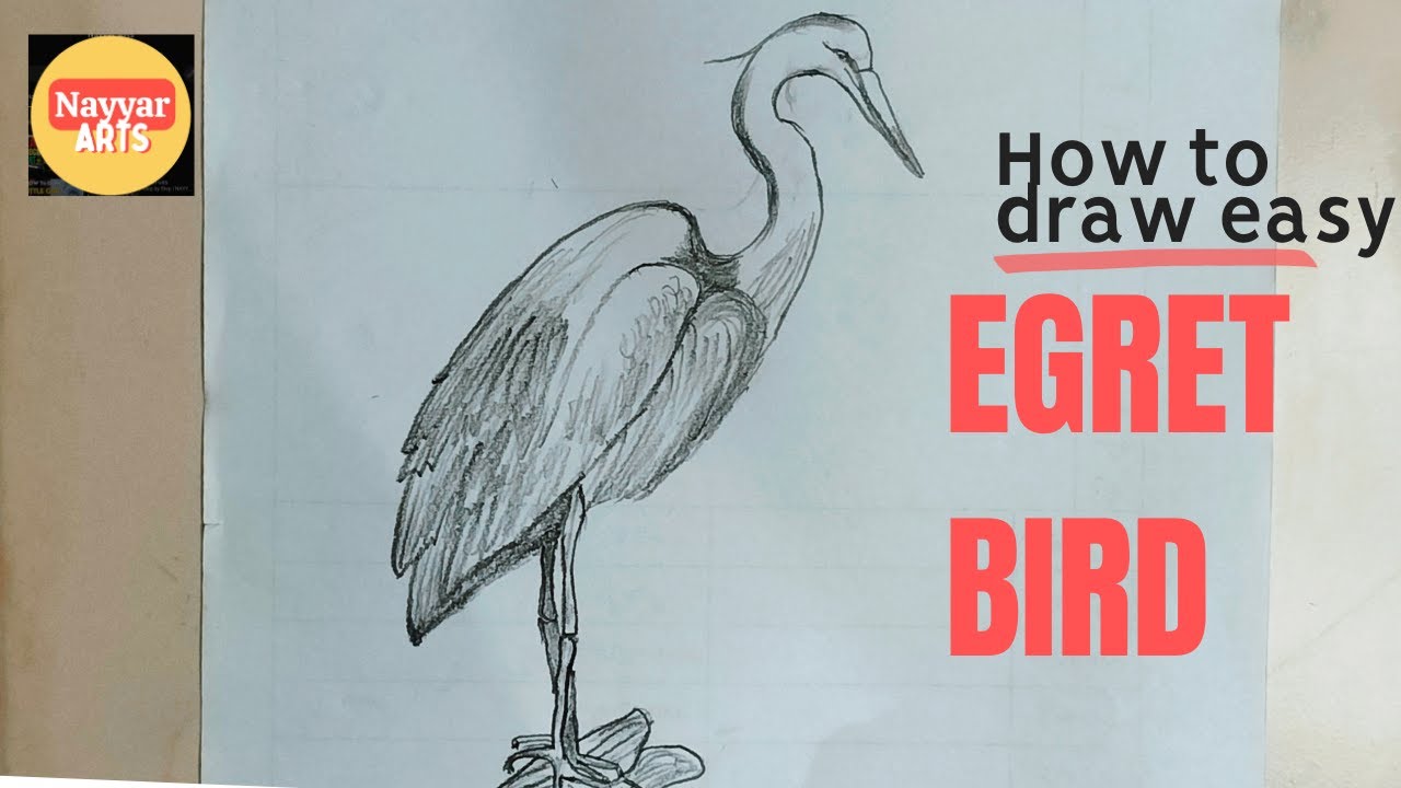 How to Draw an Amazing Egret Bird - Easy Tutorial _ Amazing heron Bird ...