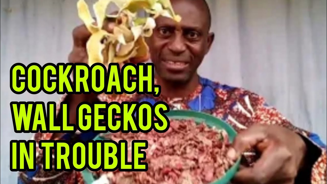 How to Repel Cockroach, Wall Geckos, lizards from Your Farm and Home ...