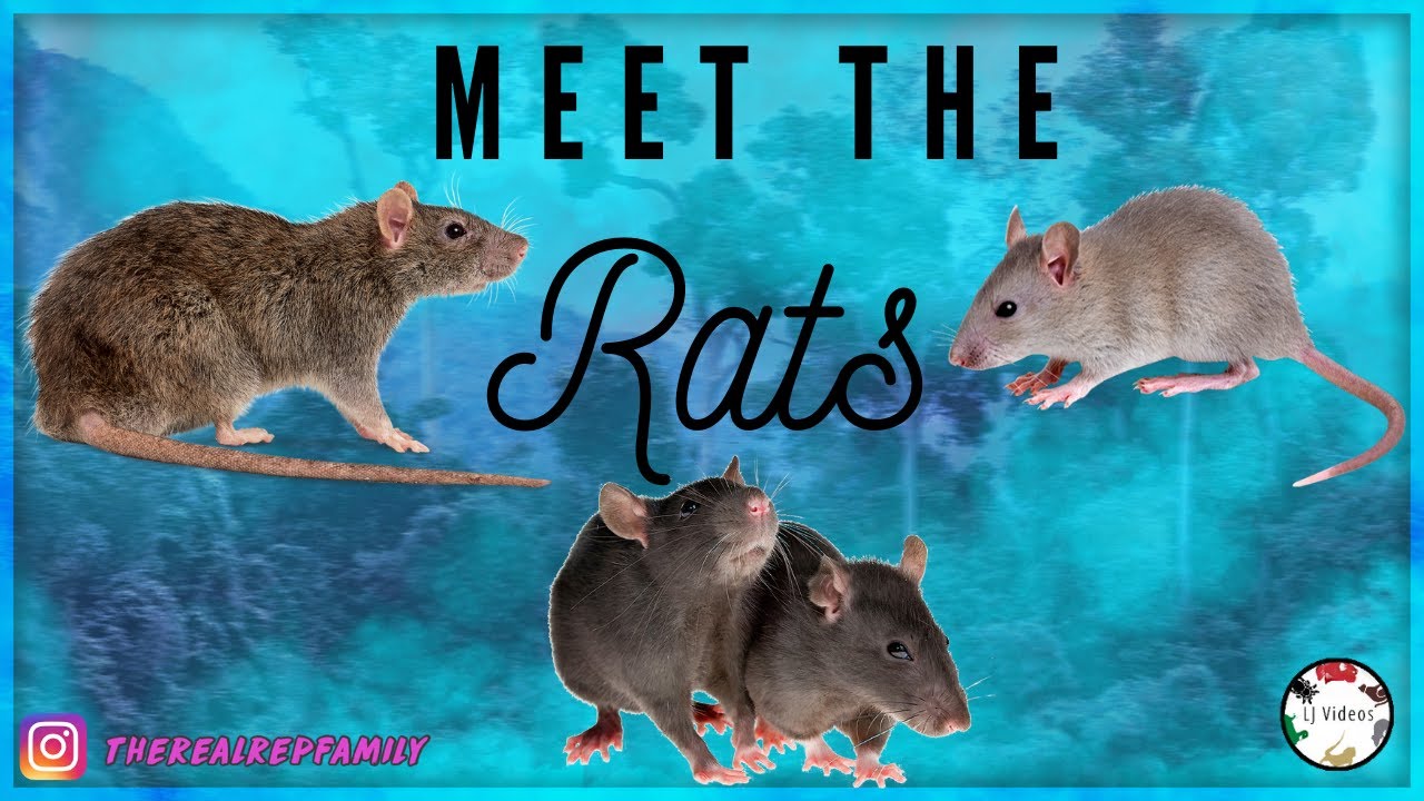 MEET ALL 9 OF MY RATS!!! - YouTube
