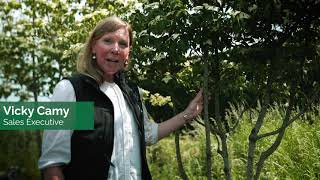 Deepdale Trees - Trees for Courtyard Garden with Vicky