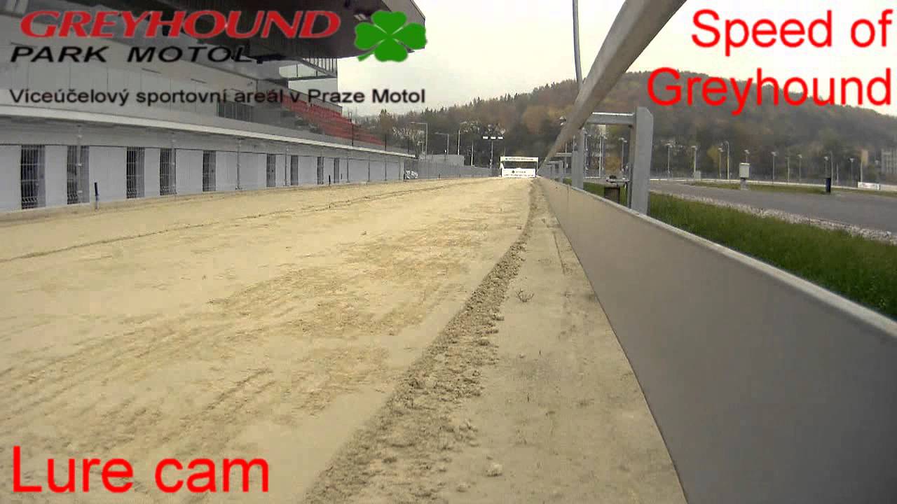 Greyhound Race Track Prague - Greyhound Park Motol - YouTube