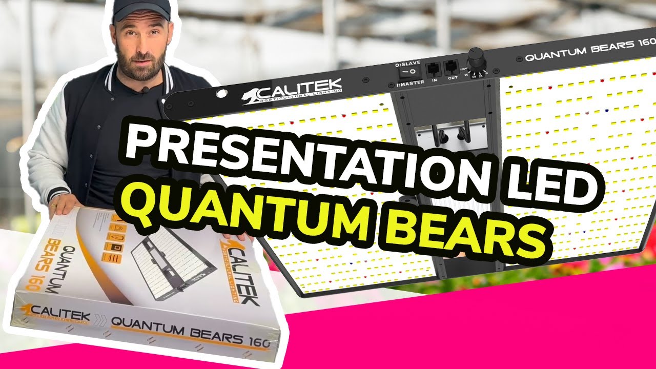Unboxing et Analyse : LED Quantum Bears de Calitek - YouTube