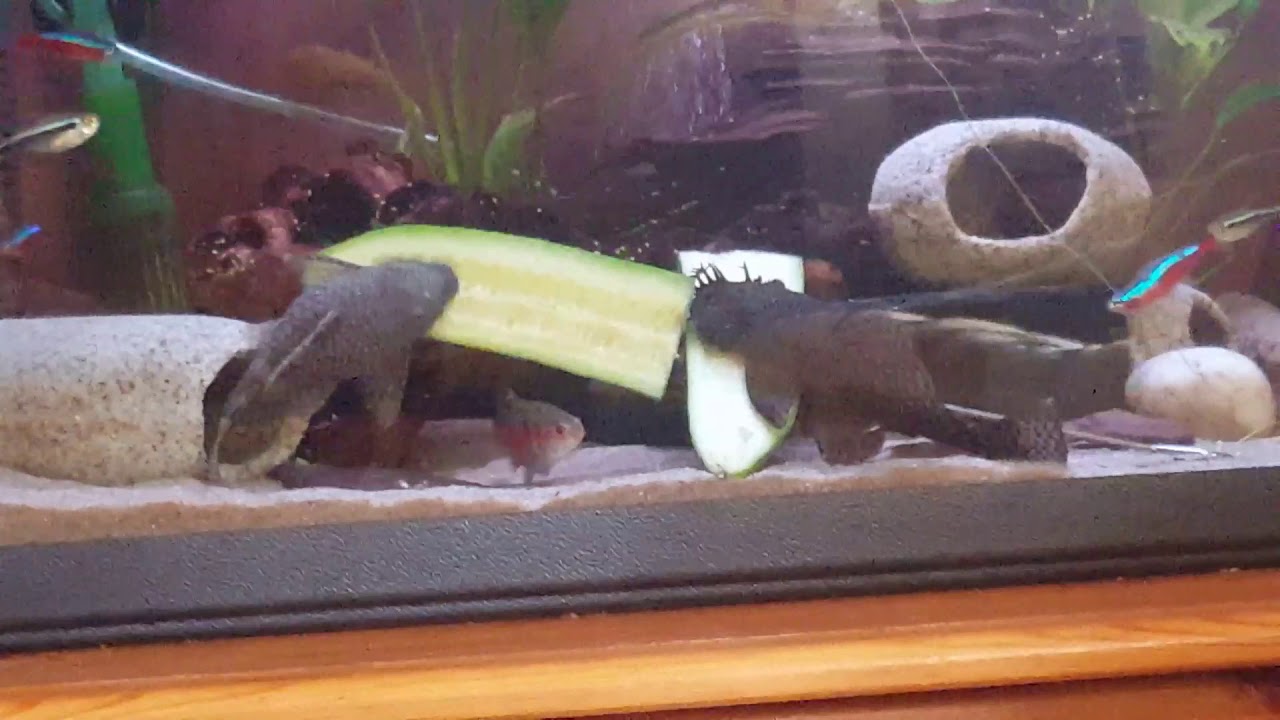 Male and female bristlenose pleco enjoying some cucumber - YouTube