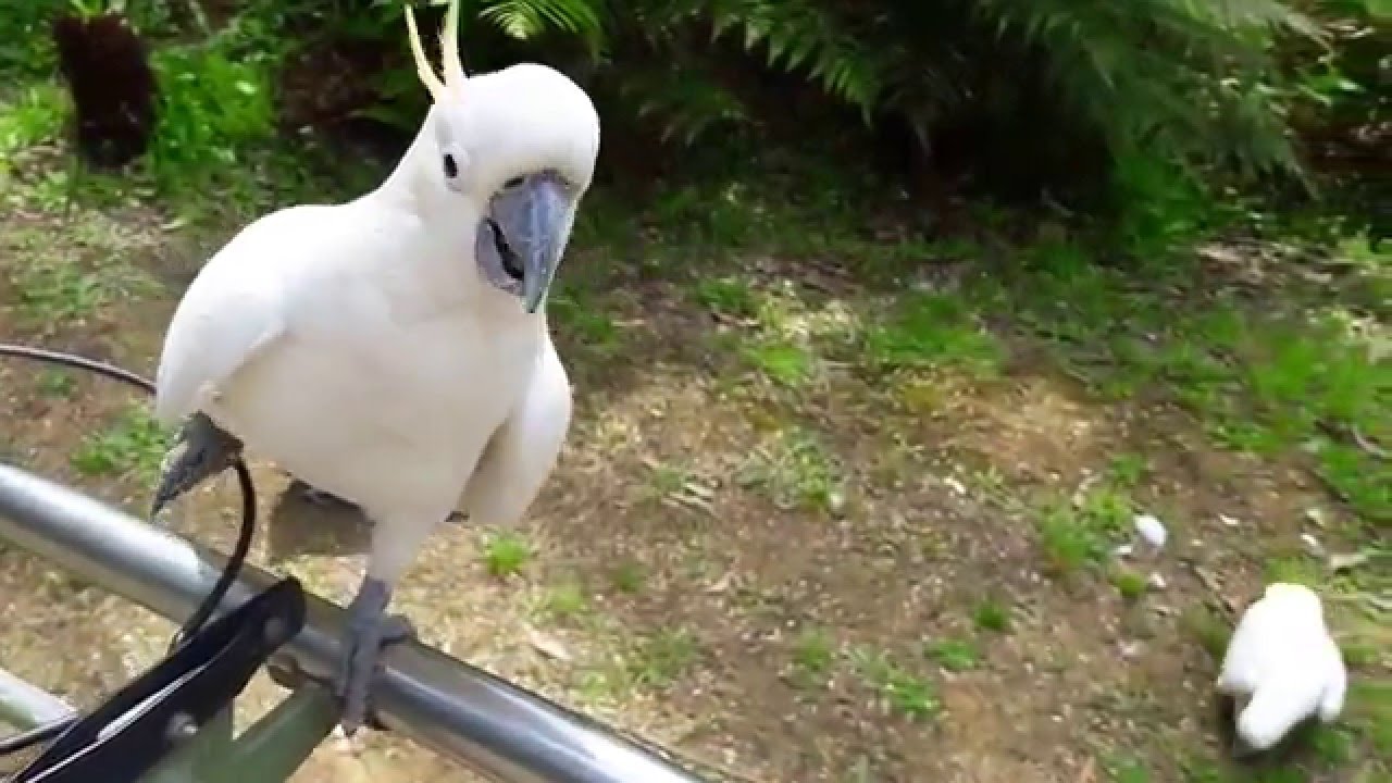 Parrots in the Grants Picnic Ground - YouTube