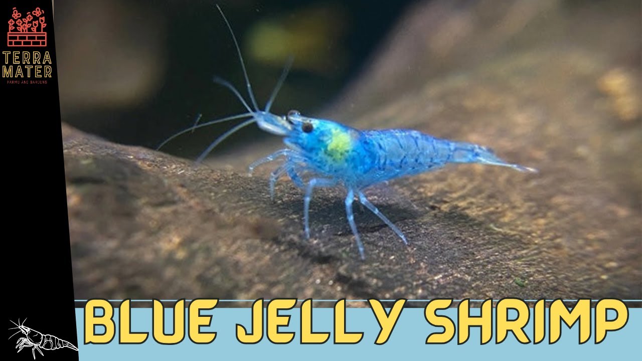 Introduction to BLUE JELLY SHRIMP: Aquatic Species Profile (Neocaridina ...