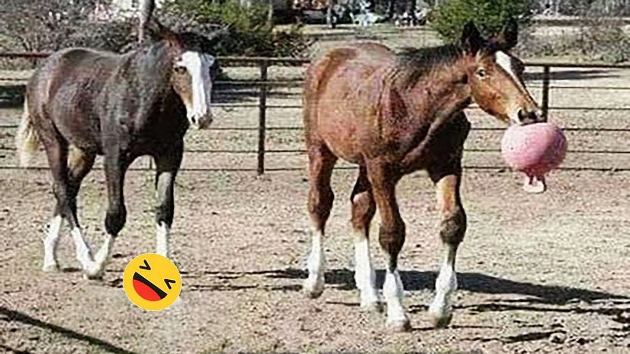 Caballos Tiernos Y Graciosos Haciendo Las Cosas Más Locas Que Verás Hoy ...