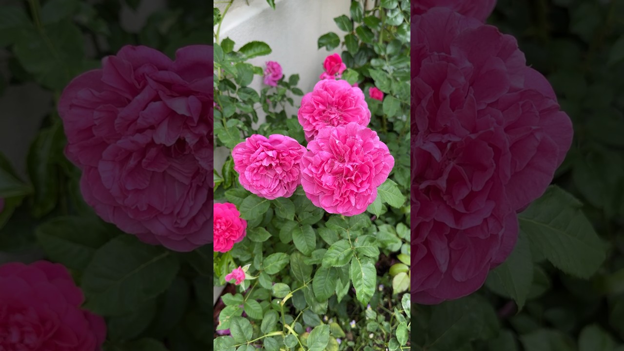 The deep pink rose, James Austin Rose, a David Austin Rose #rose # ...
