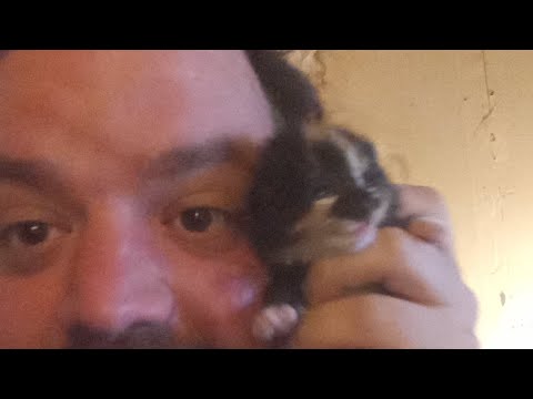 Hyper Cute Kitten - YouTube